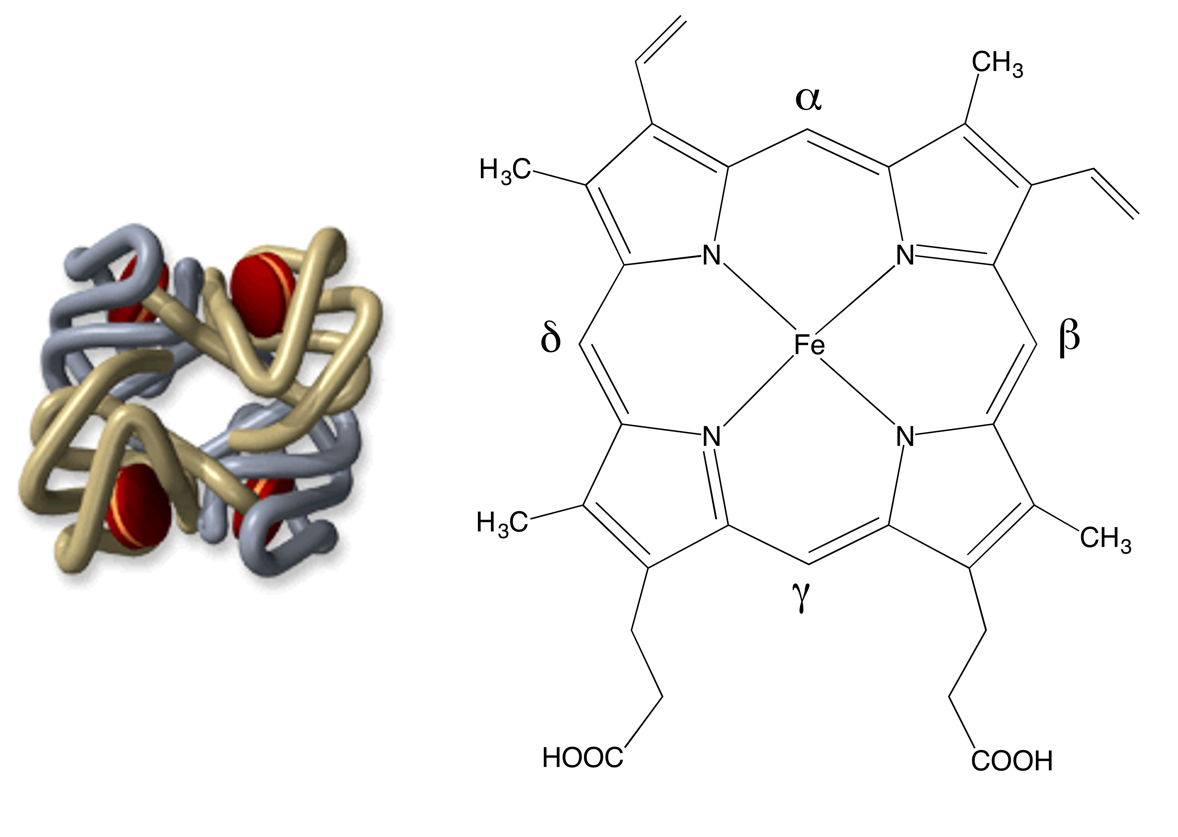 Le fer de l’hème : cible pour la chimiothérapie du paludisme ...