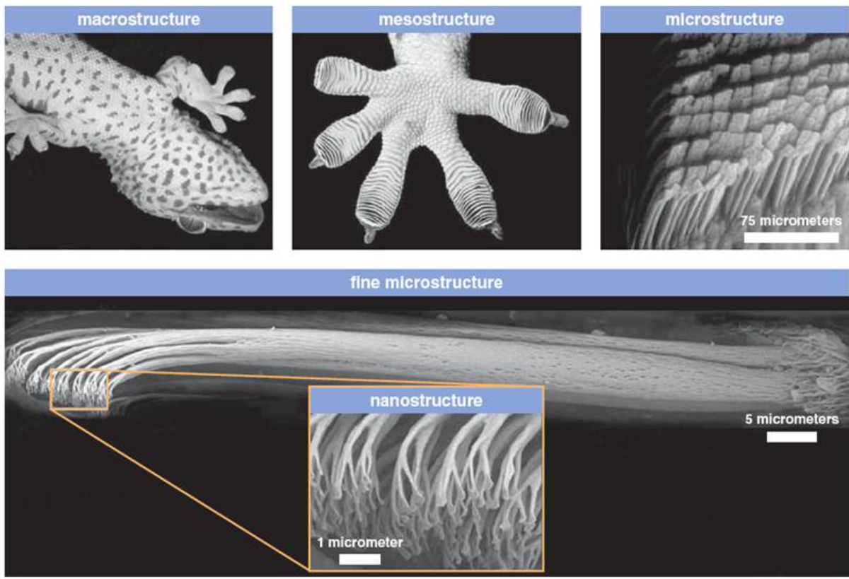 Les forces de Van der Waals et le Gecko | CultureSciences-Chimie