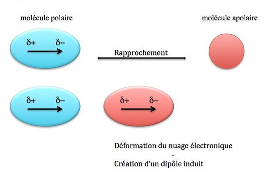 Les forces de Van der Waals et le Gecko | CultureSciences-Chimie