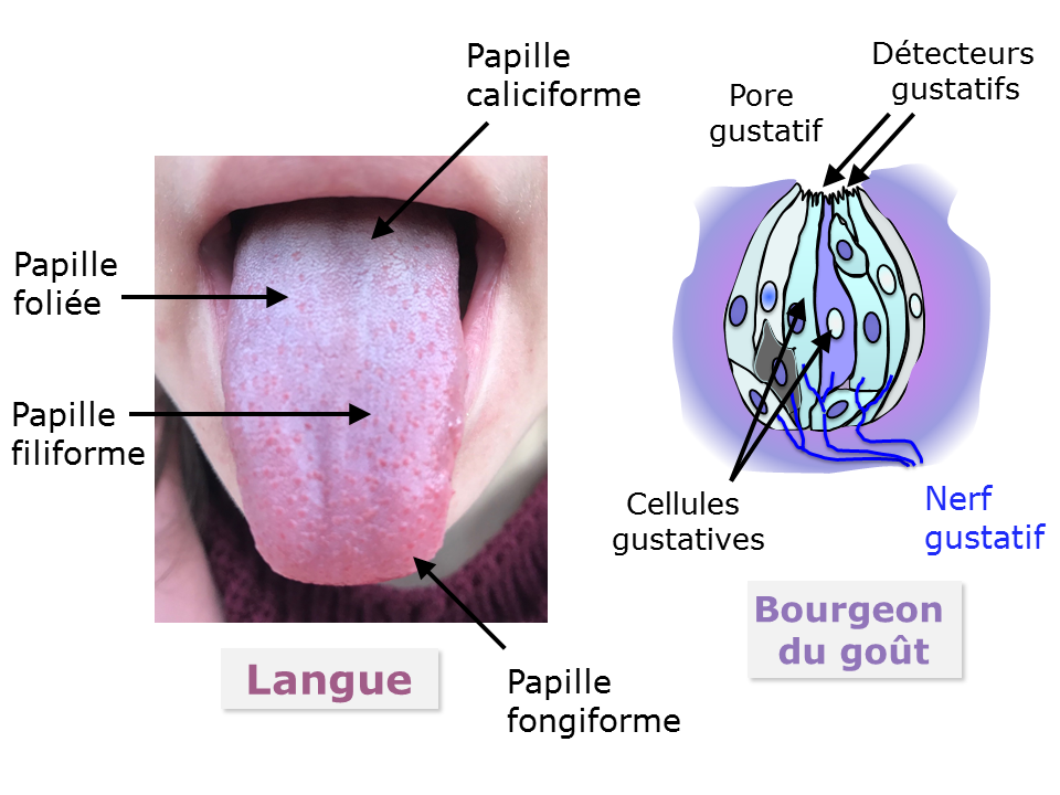 La chimie du goût | CultureSciences-Chimie