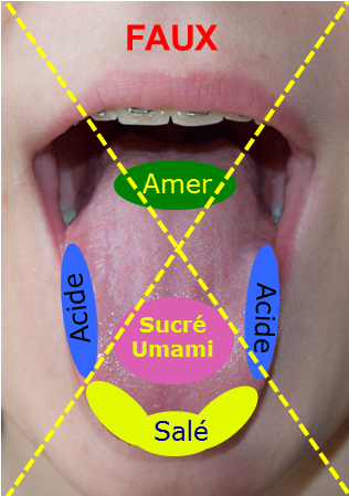 La chimie du goût | CultureSciences-Chimie
