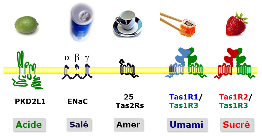 La chimie du goût | CultureSciences-Chimie