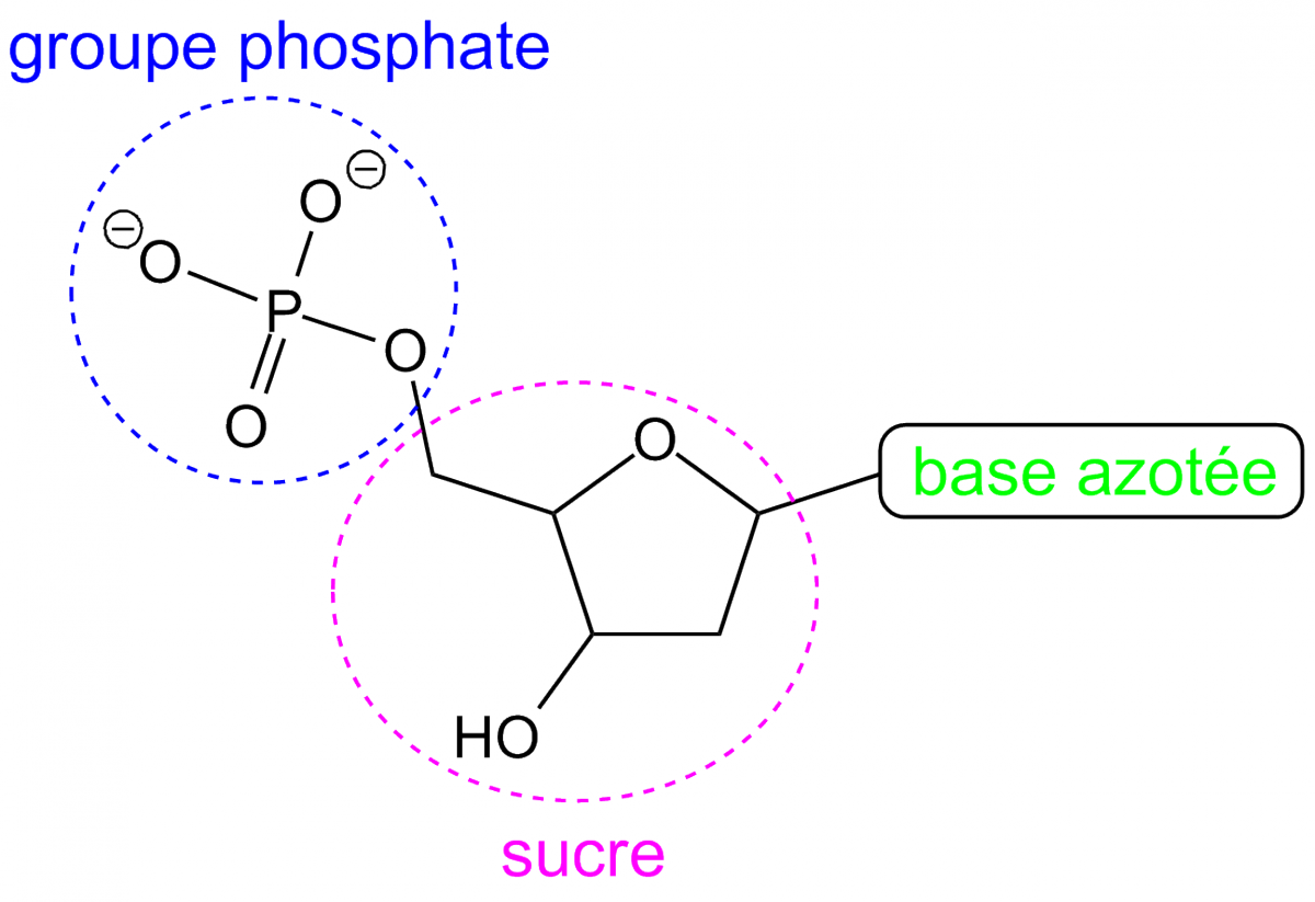 Epigénétique et cancer | CultureSciences-Chimie